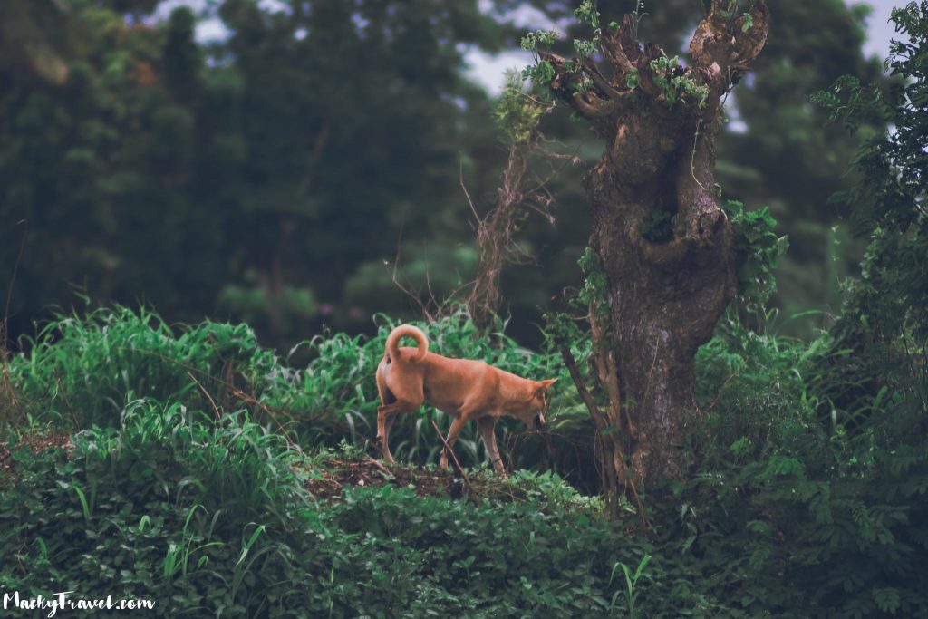 Pulgoso Preset for Lightroom Mobile | MACKY TRAVEL BLOG