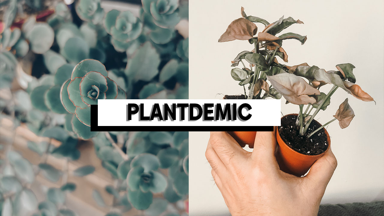 Plantdemic Presets for Lightroom Mobile & Desktop – MACKY TRAVEL BLOG